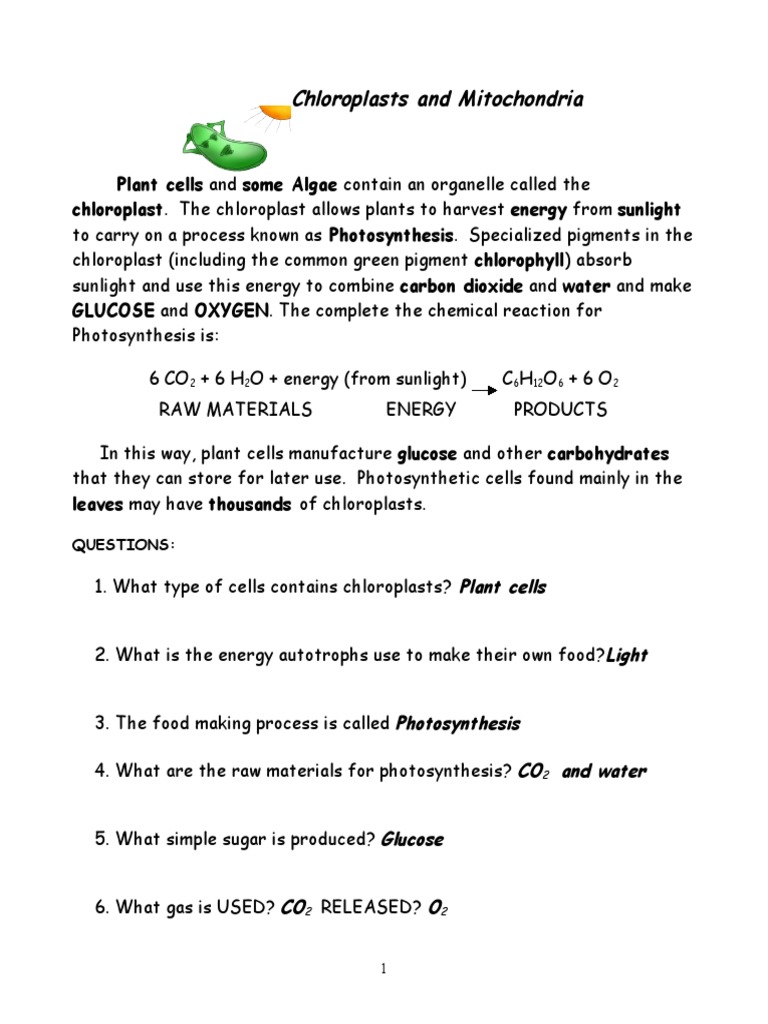 Chloroplasts and Mitochondria Answers | PDF | Chloroplast | Photosynthesis