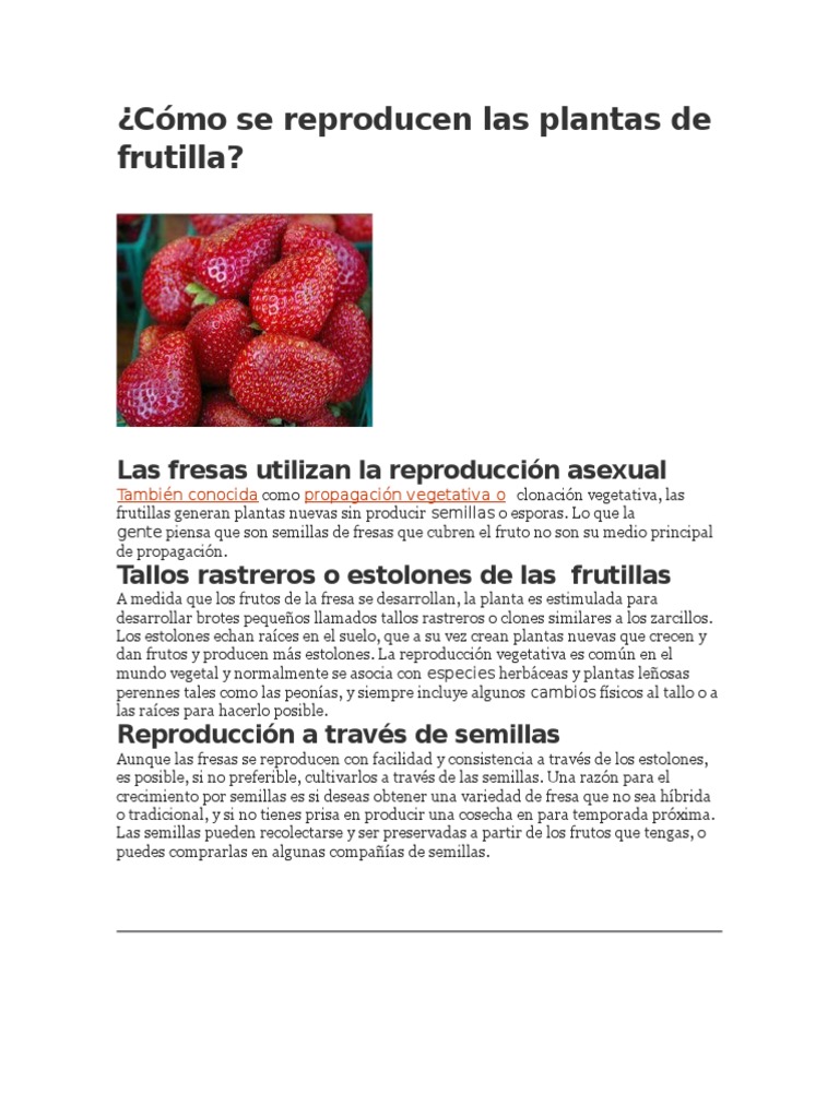 Cómo Se Reproducen Las Plantas de Frutilla | fresa | Plantas