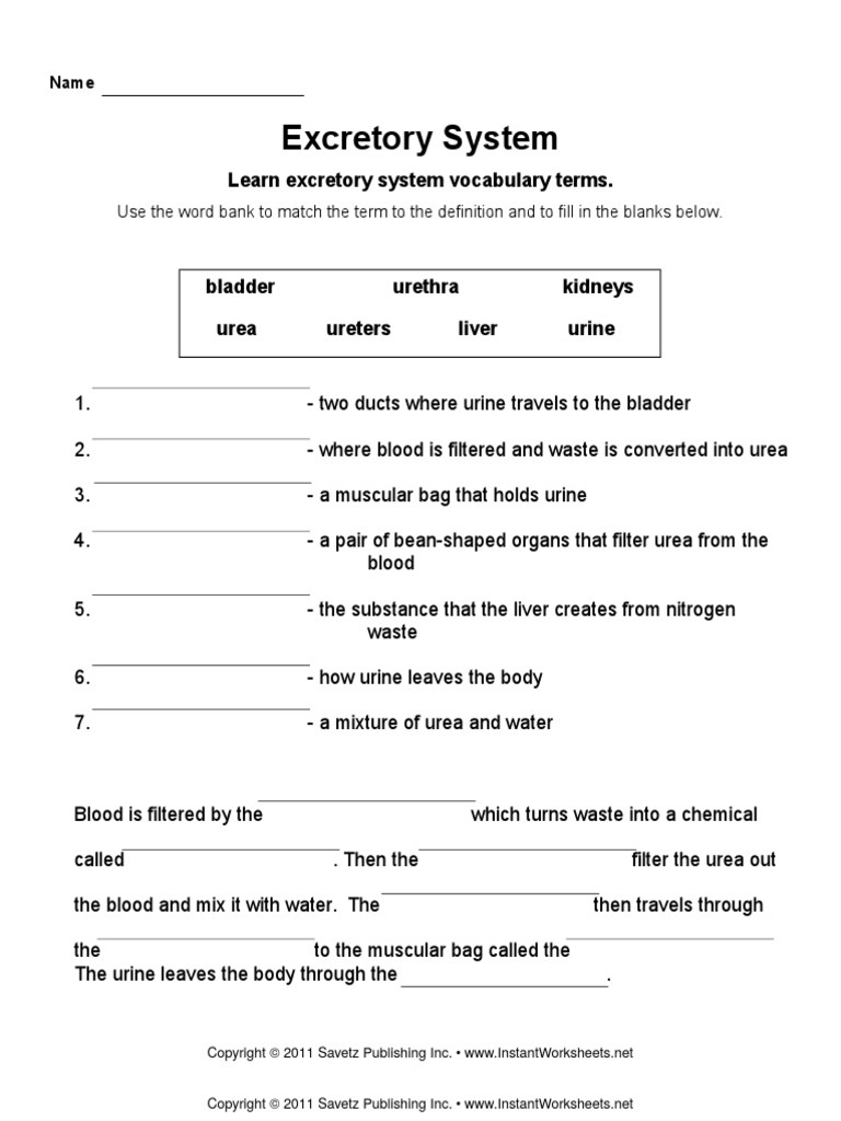 Excretory System | PDF | Foreign Language Studies | Science & Mathematics