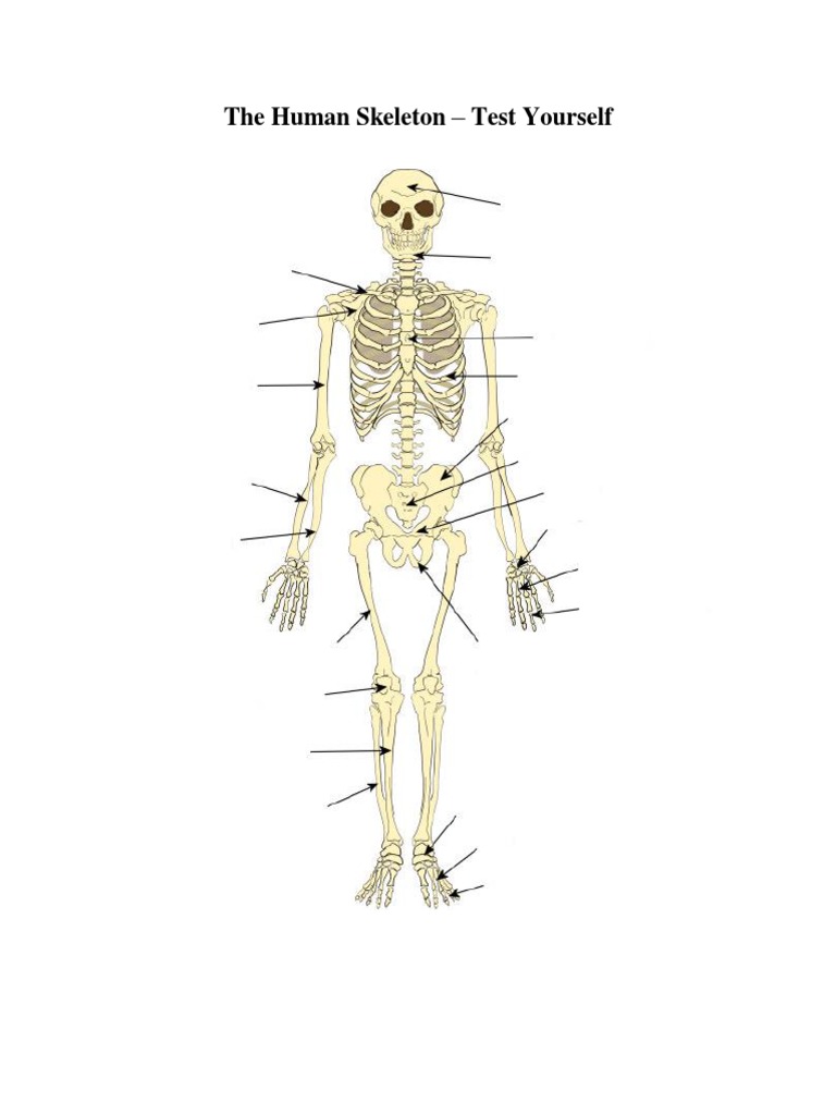 The Human Skeleton Not Labelled | PDF