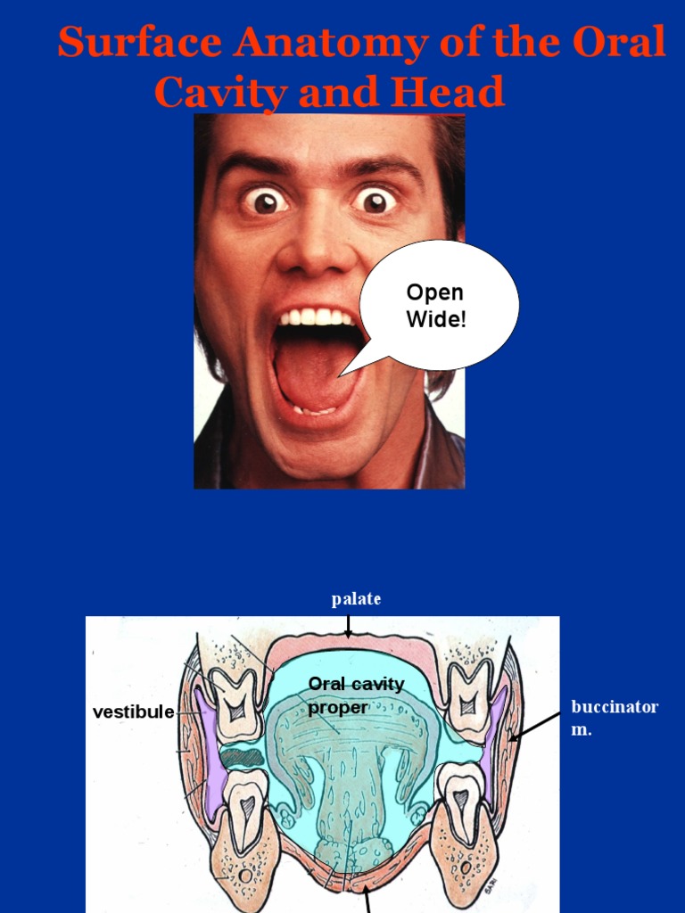 Surface Anatomy of The Oral Cavity and Head: Open Wide! | PDF | Tongue ...