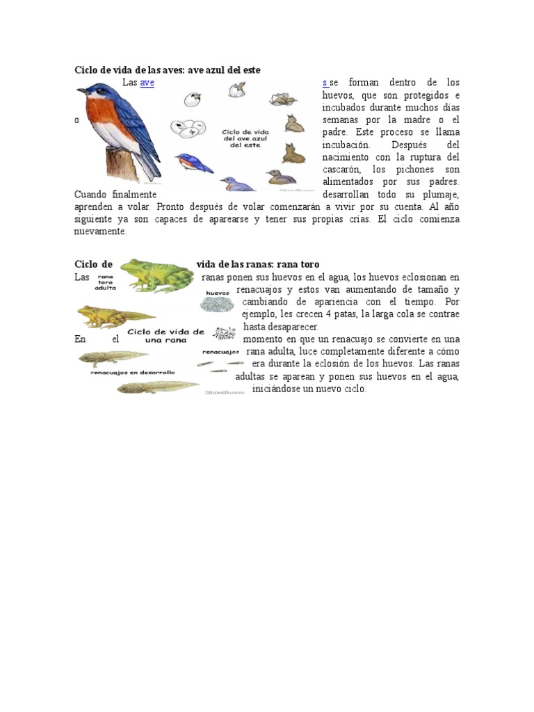 Ciclo de Vida de Las Aves | Lepidópteros | Crisálida