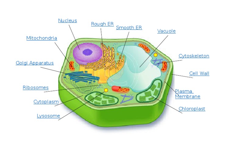 Interactive Cell | PDF