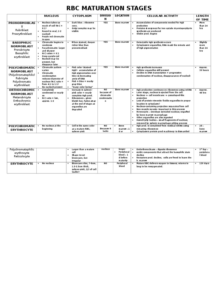 RBC Maturation Stages (tabulated) | Cell Nucleus | Red Blood Cell