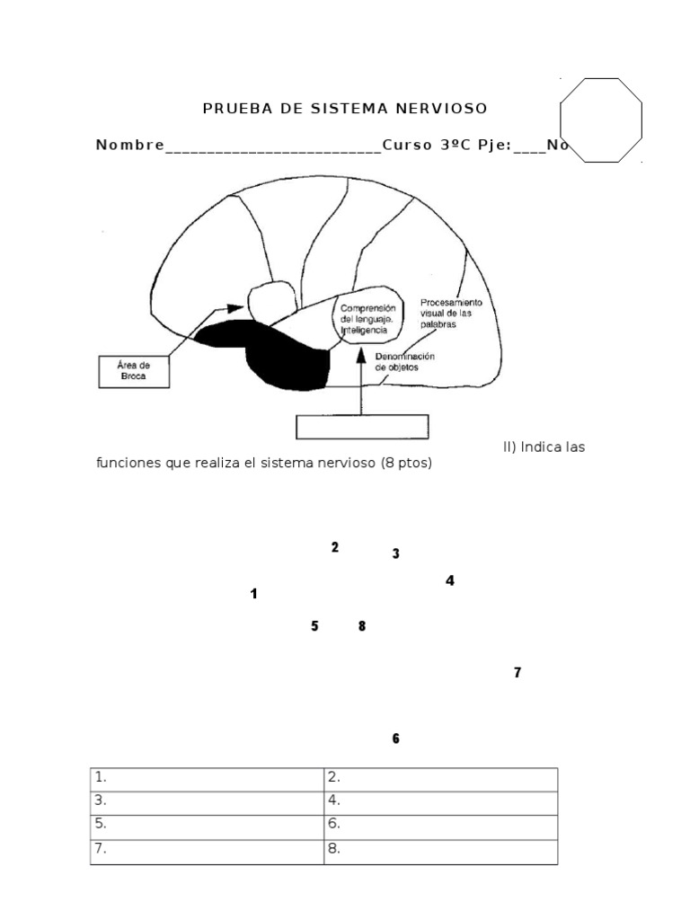 Prueba de Sistema Nervioso - Docx1 | PDF | Cerebro | Sistema nervioso Prueba de Sistema Nervioso - Docx1 | PDF | Cerebro | Sistema nervioso