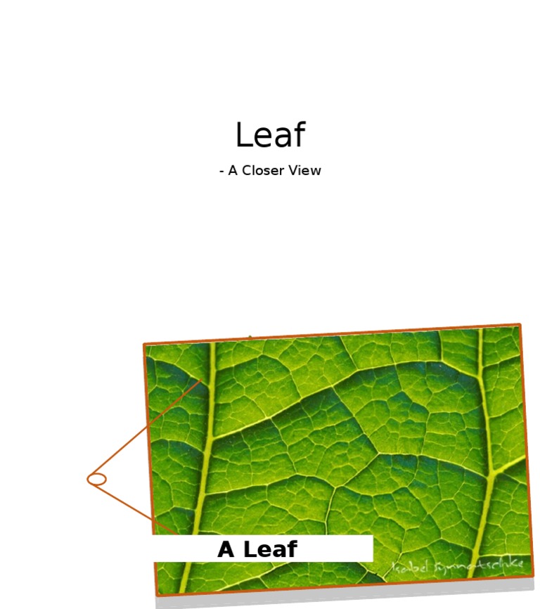 Plant Leaf | PDF