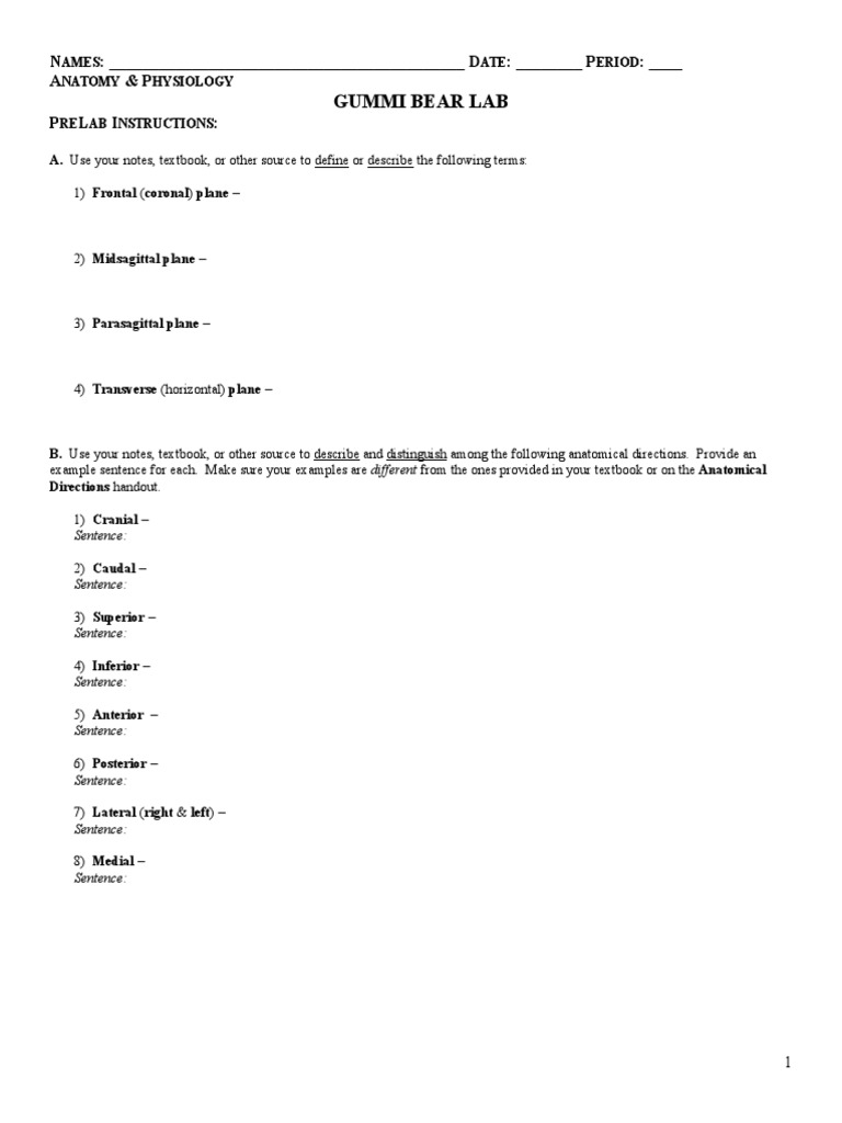 Gummy Bear Lab | PDF | Anatomical Terms Of Location | Animal Physiology