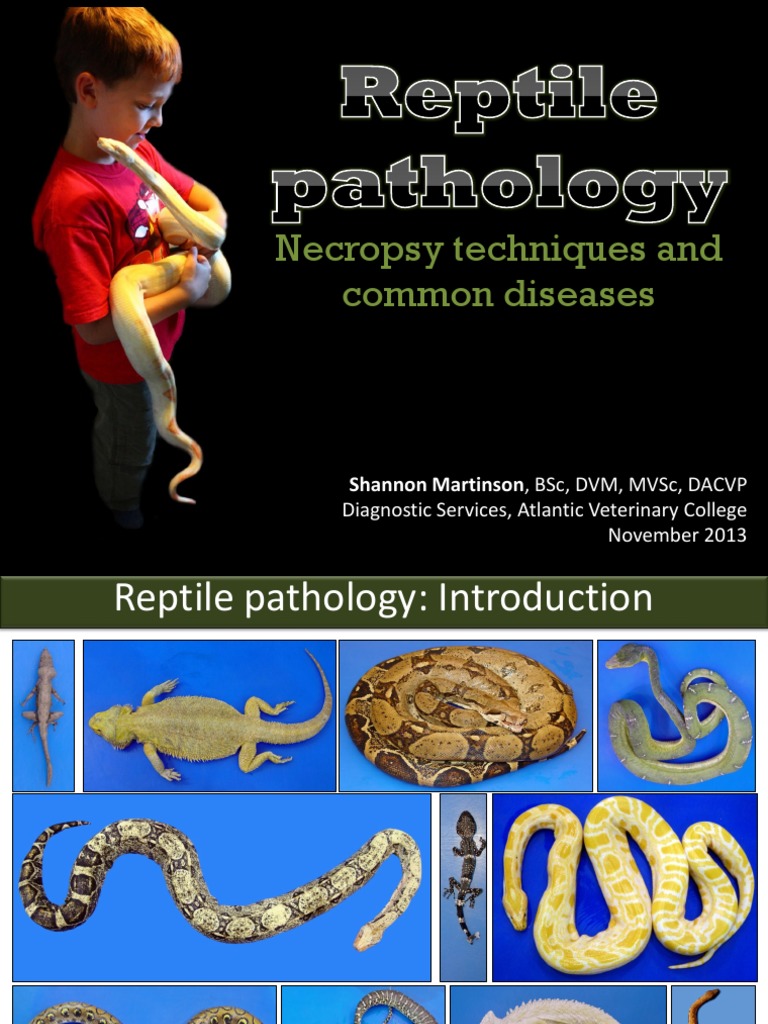 Reptile Pathology - Necropsy Techniques | PDF | Gastrointestinal Tract ...