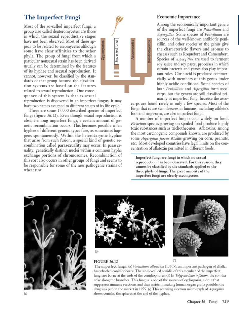 The Imperfect Fungi | Aspergillus | Fungus