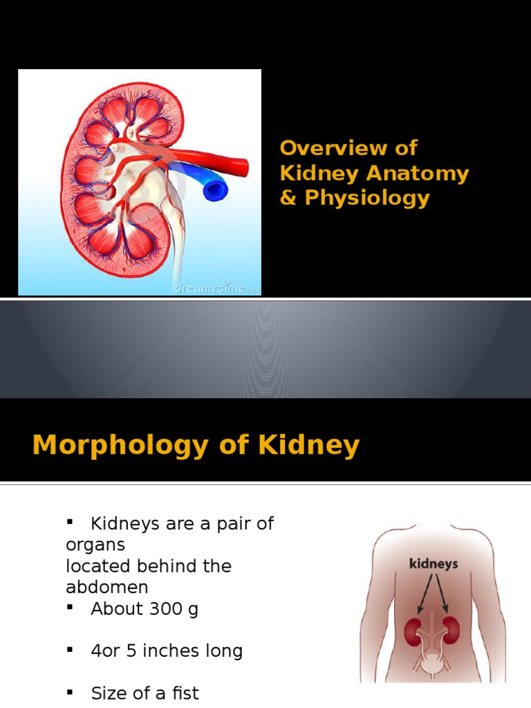 Anatomy and Introduction CKD Kidney | PDF | Kidney | Anemia