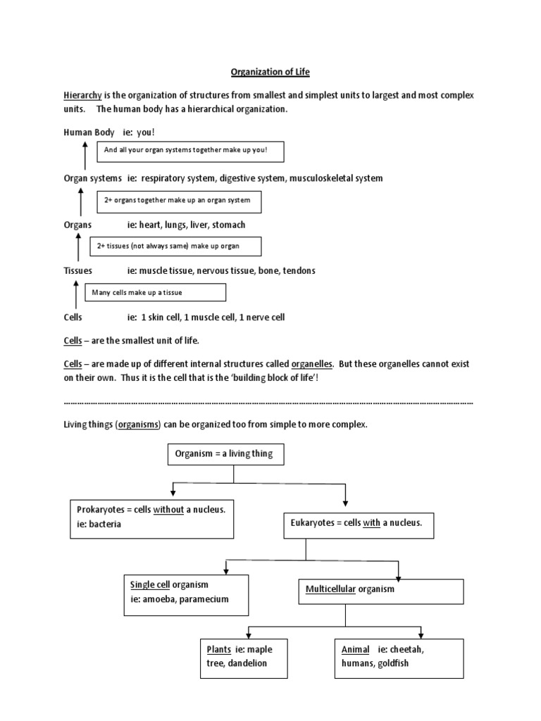 Organization of Life | PDF | Organ (Anatomy) | Cell (Biology)