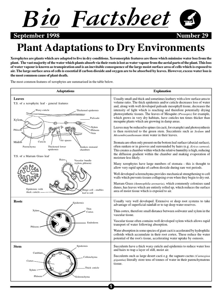 Plant Adaptations To Dry Environments | PDF