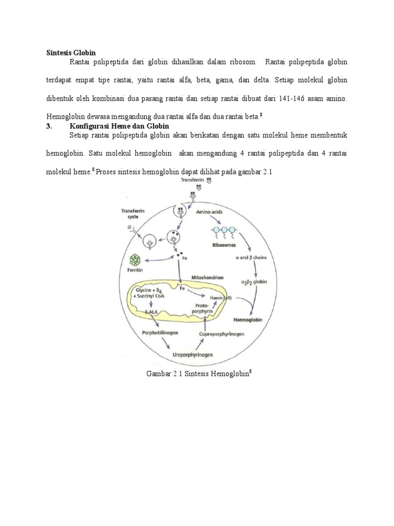 Sintesis Globin | PDF