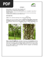 El Mamon en Venezuela | PDF | Alimentos | Plantas comestibles
