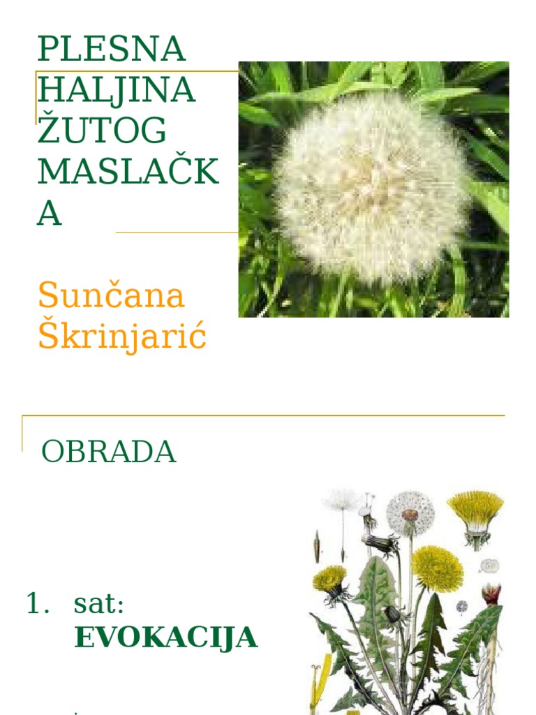 Plesna Haljina Zutog Maslacka | PDF
