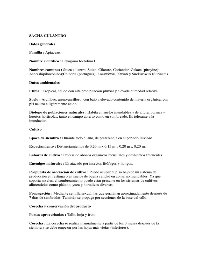 Sacha Culantro | PDF | Cilantro | Horticultura y jardinería