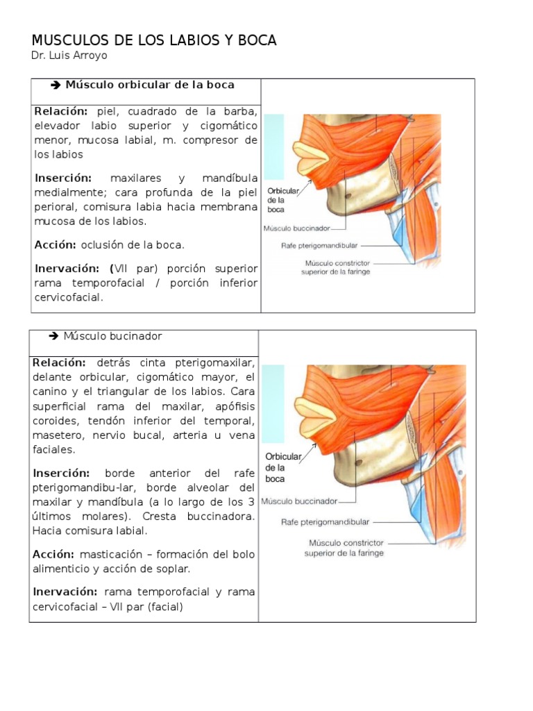 Anatomía de los Músculos Labiales | PDF | Cara | Anatomía humana