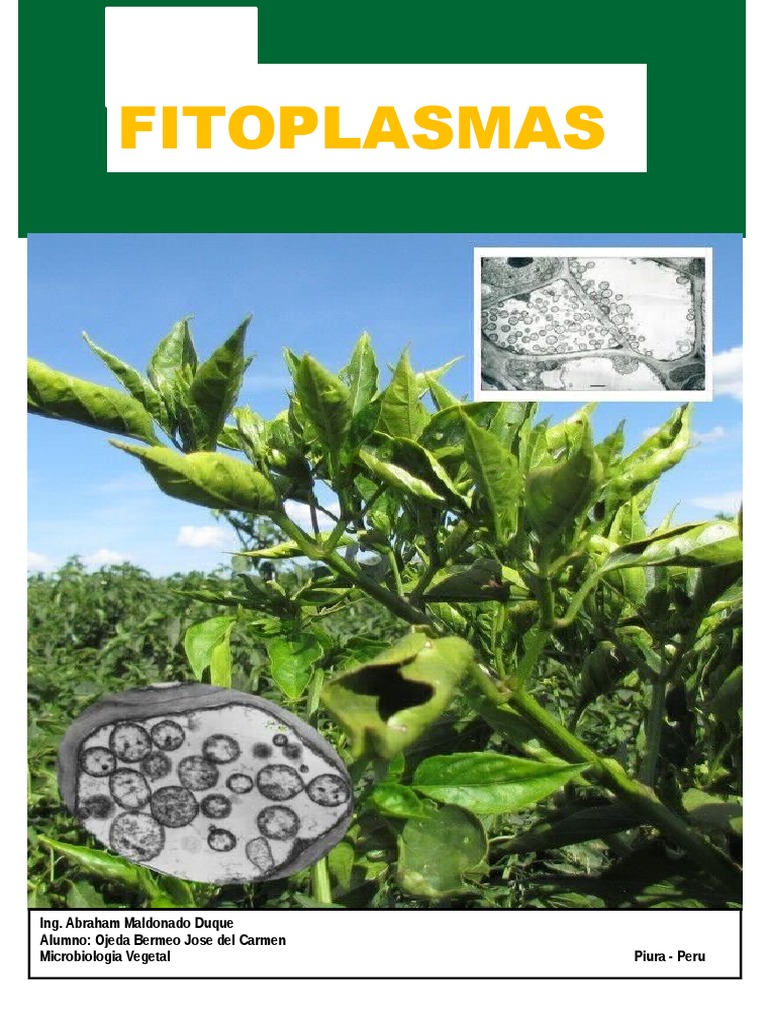 Fi To Plasmas | PDF | Biología Celular) | Plantas