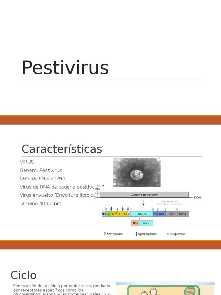 Pest I Virus | PDF | Virus | Diarrea