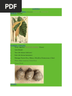 Practica de Cultivo de La Pituca o Colocasia Esculenta | PDF ...