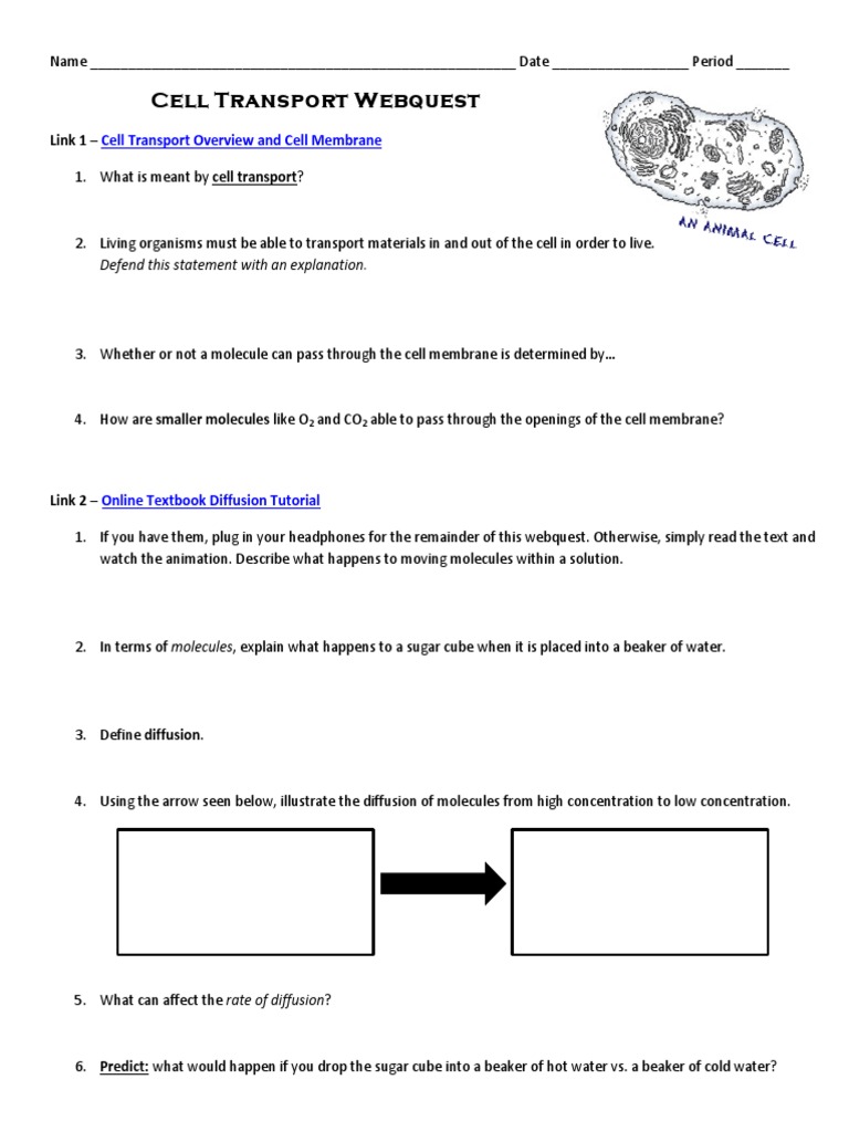 Cell Transport Webquest 2014 | PDF | Osmosis | Molecular Biology