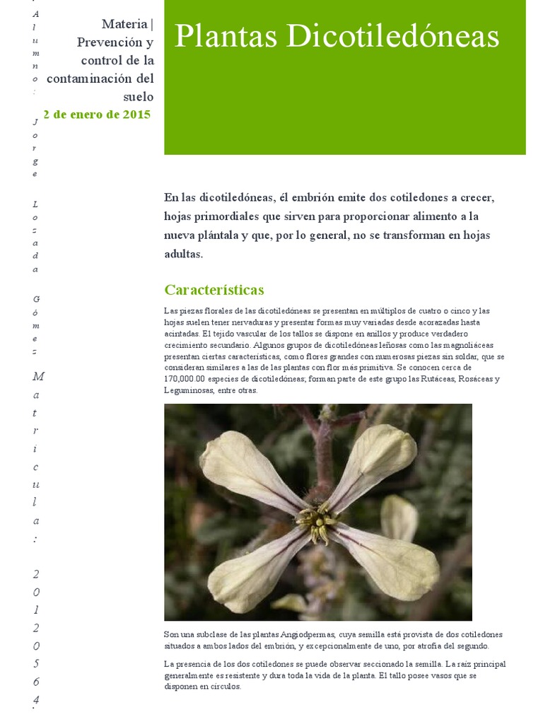 Plantas Dicotiledóneas | PDF