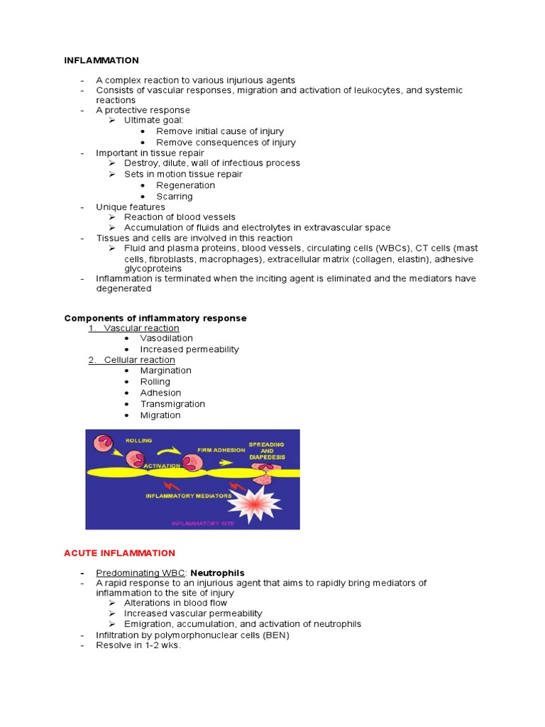 Acute Inflammation | PDF