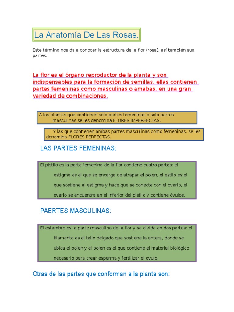 Anatomia Delas Rosas | PDF