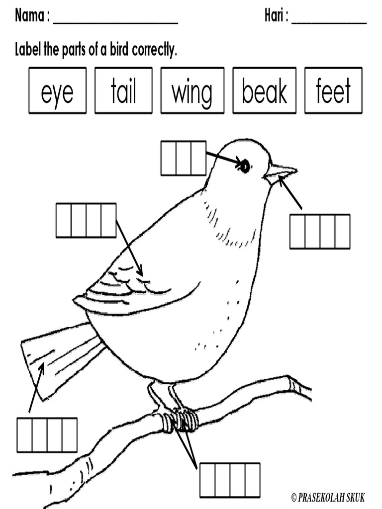 Label Parts of A Bird | PDF