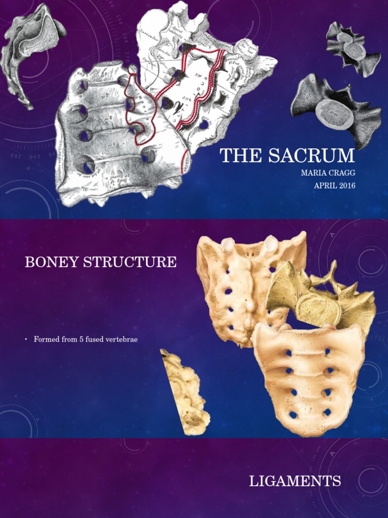 The Sacred Sacrum: Exploring the Origins and Significance of the Sacral ...