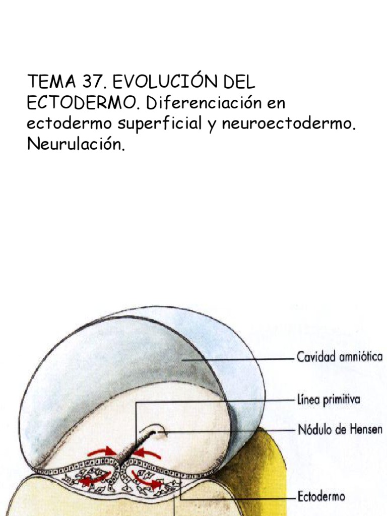 Evolución Del Ectodermo | PDF | Arte | Ciencia y matemáticas