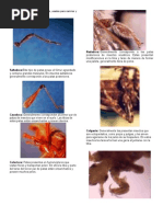 Caja Entomológica | PDF | Insectos | Papel