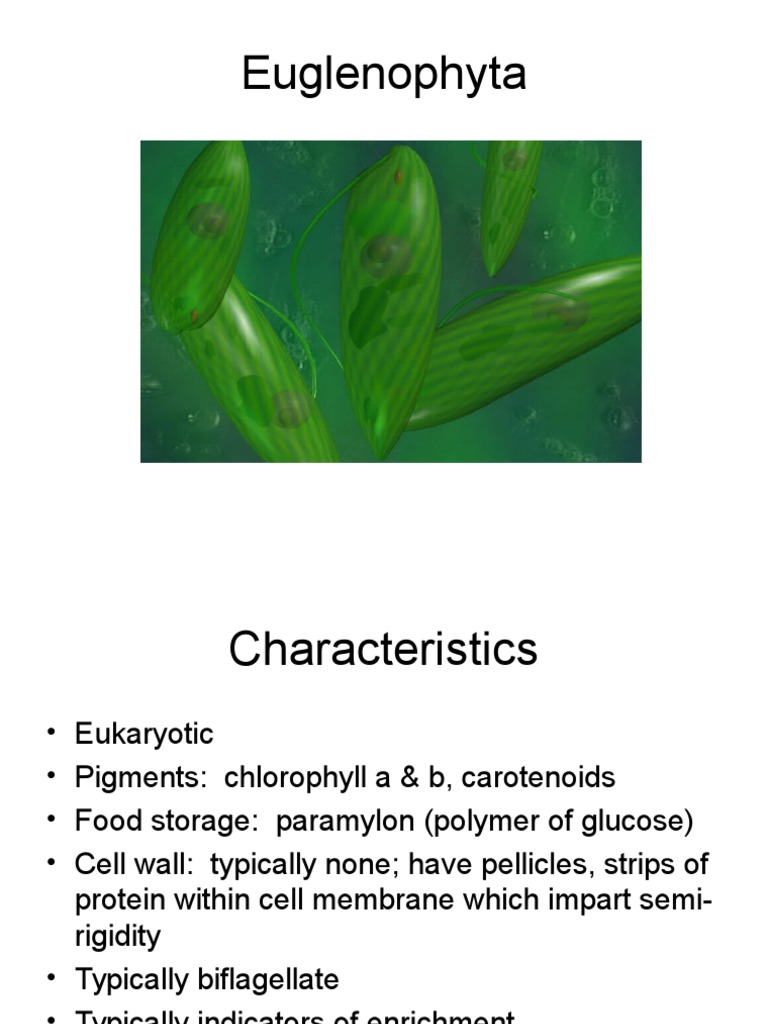 An Overview of Euglenophyta: Characteristics, Morphology, and Key ...