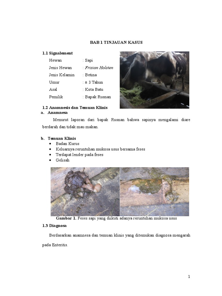 Gejala dan Penanganan Enteritis Sapi | PDF | Kesehatan Holistik | Sains ...