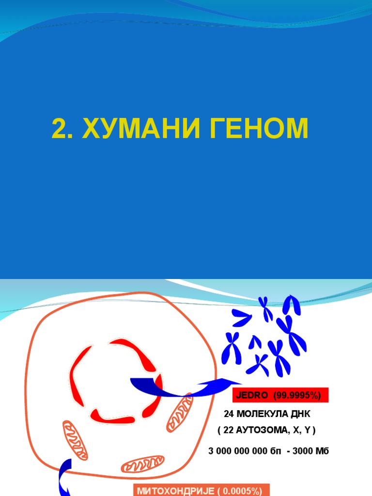 Humana Genetika - 2. Humani Genom | PDF