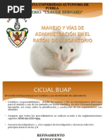Anatomía y Cuidado de la Rata Wistar | PDF
