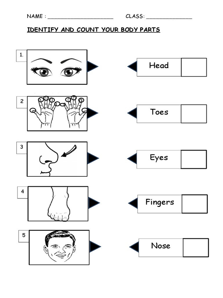 Count Your Body Parts Activity Guide | PDF | Career & Growth