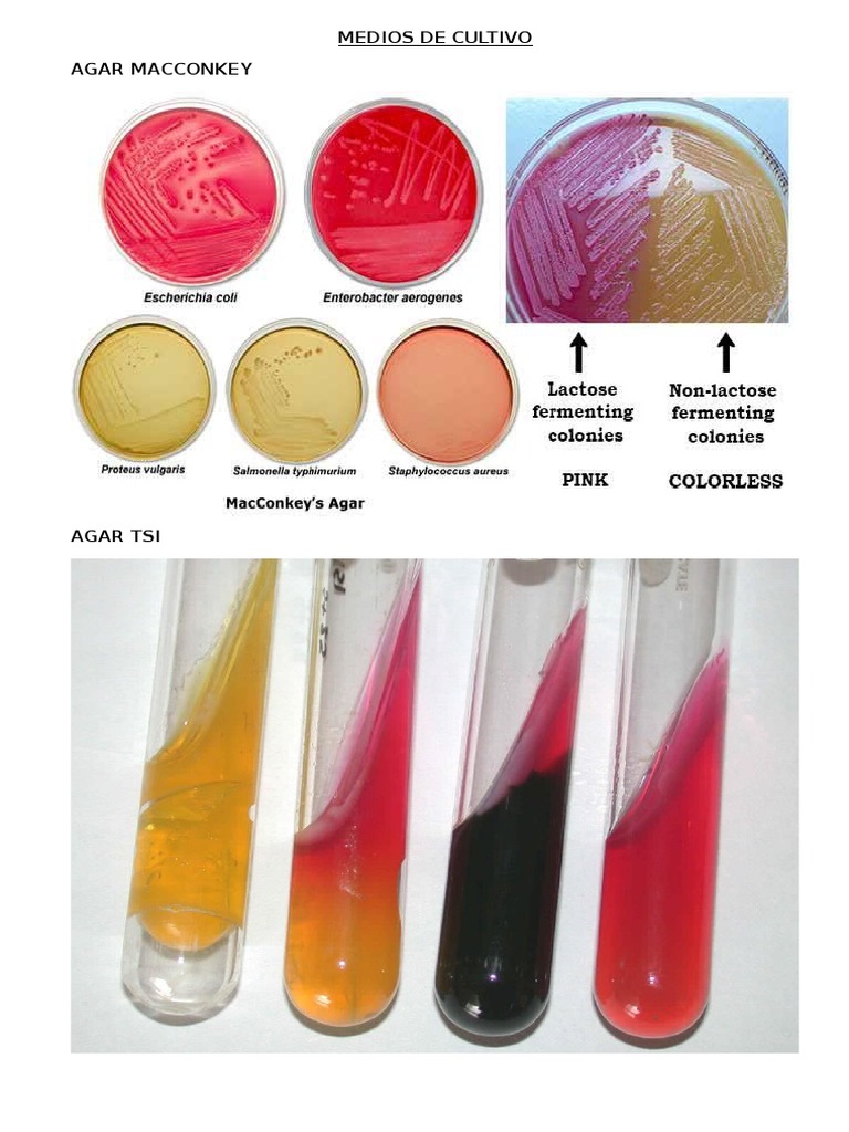 Medios de Cultivo | PDF