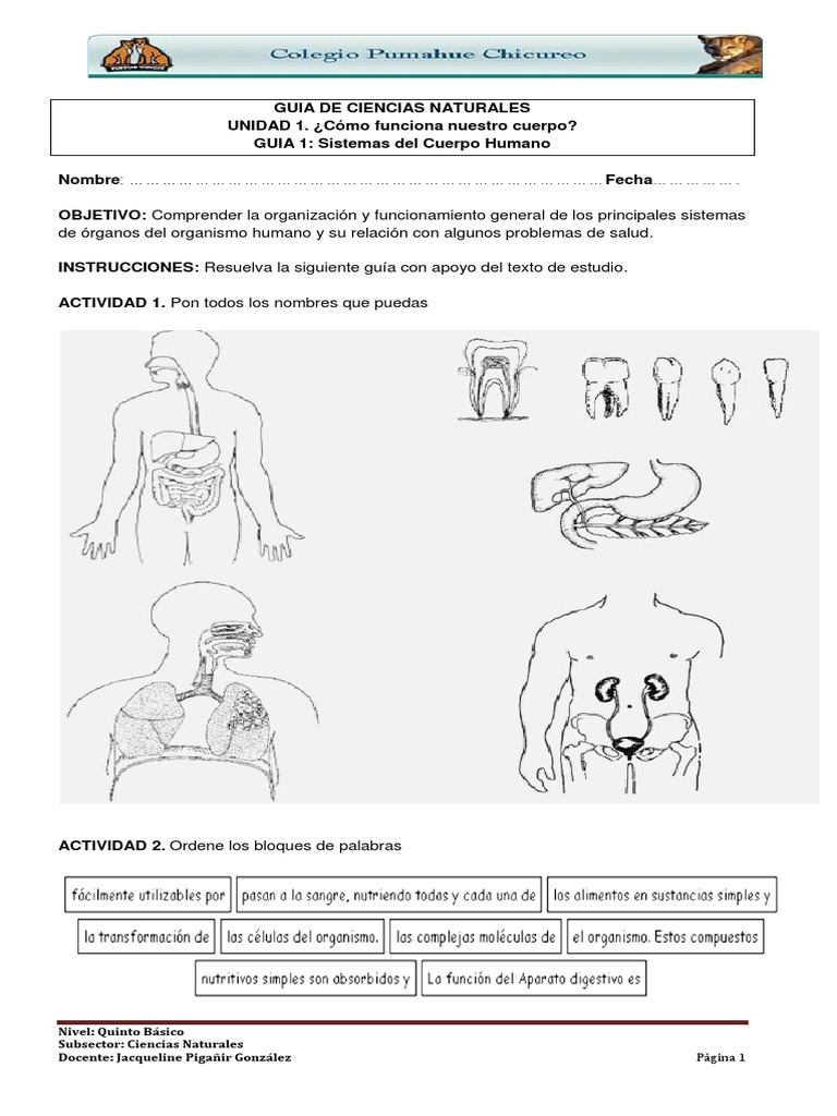 Sistemas Del Cuerpo Humano | PDF | Ciencia y matemáticas