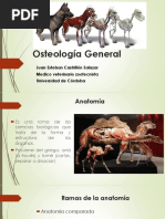 Protocolo TFAST y AFAST en Veterinaria | PDF | Ultrasonido médico | Lesión