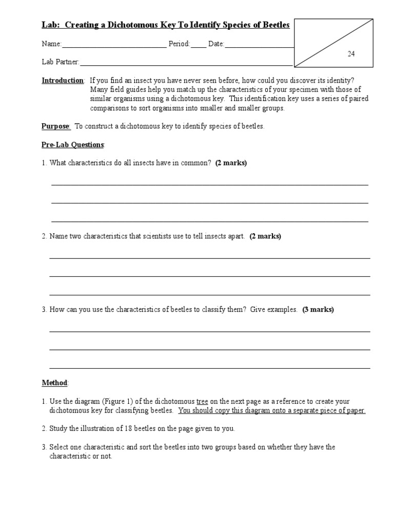 Lab - Creating A Dichotomous Key To Identify Species of Beetles | PDF