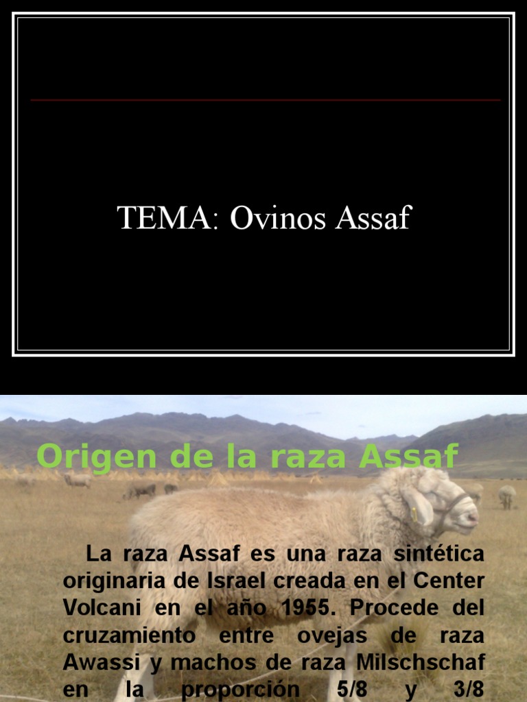 Ovinos Assaf | PDF | Oveja | Leche