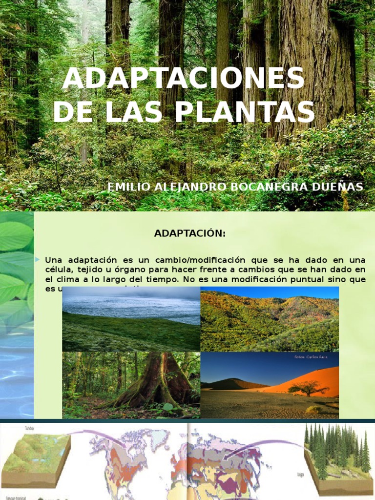 Adaptaciones de Las Plantas | PDF | Hoja | Plantas