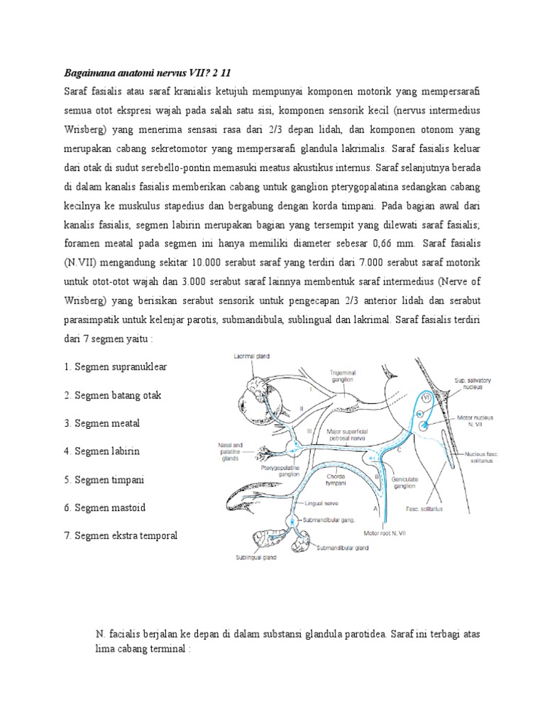 Anatomi dan Penanganan Nervus VII | PDF