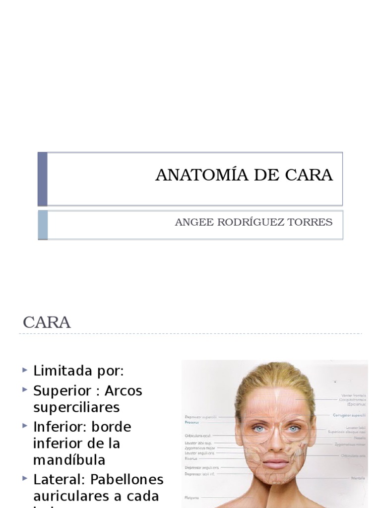 Anatomía de Cara | PDF | Rasgos faciales | Cabeza y cuello humanos