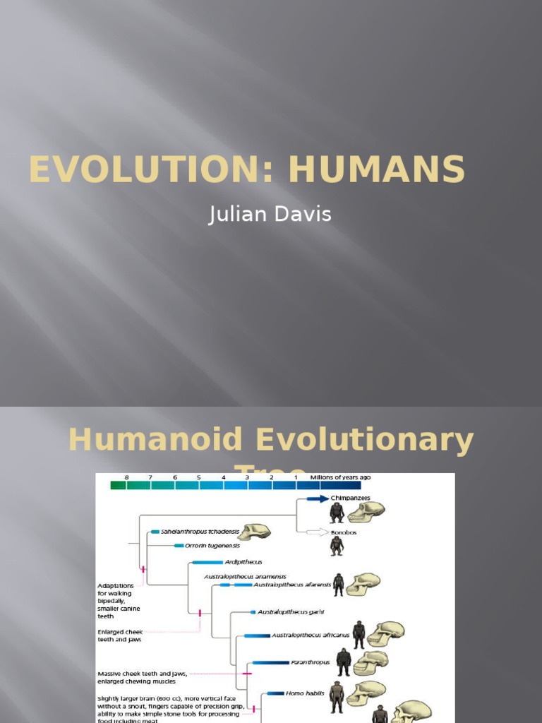 Evolution - Primates | PDF