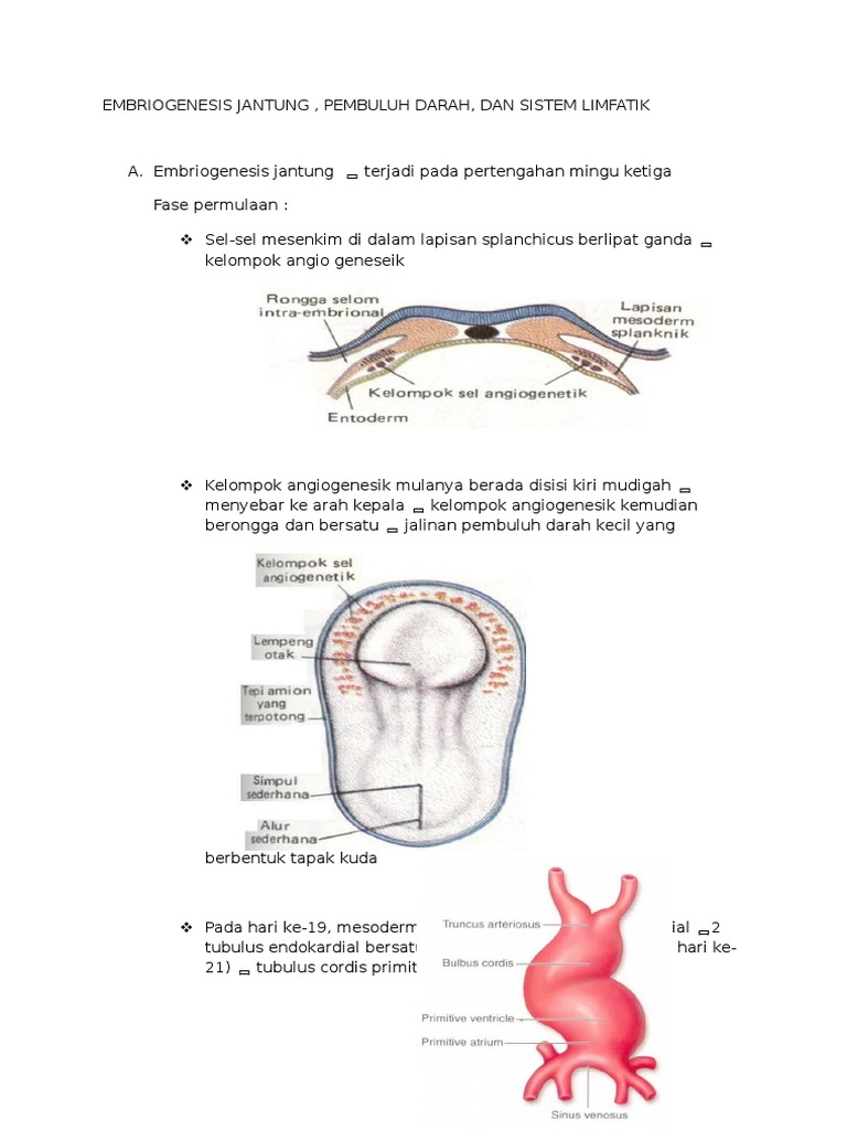 Embriogenesis Sistem Kardiovaskular | PDF | Perjalanan