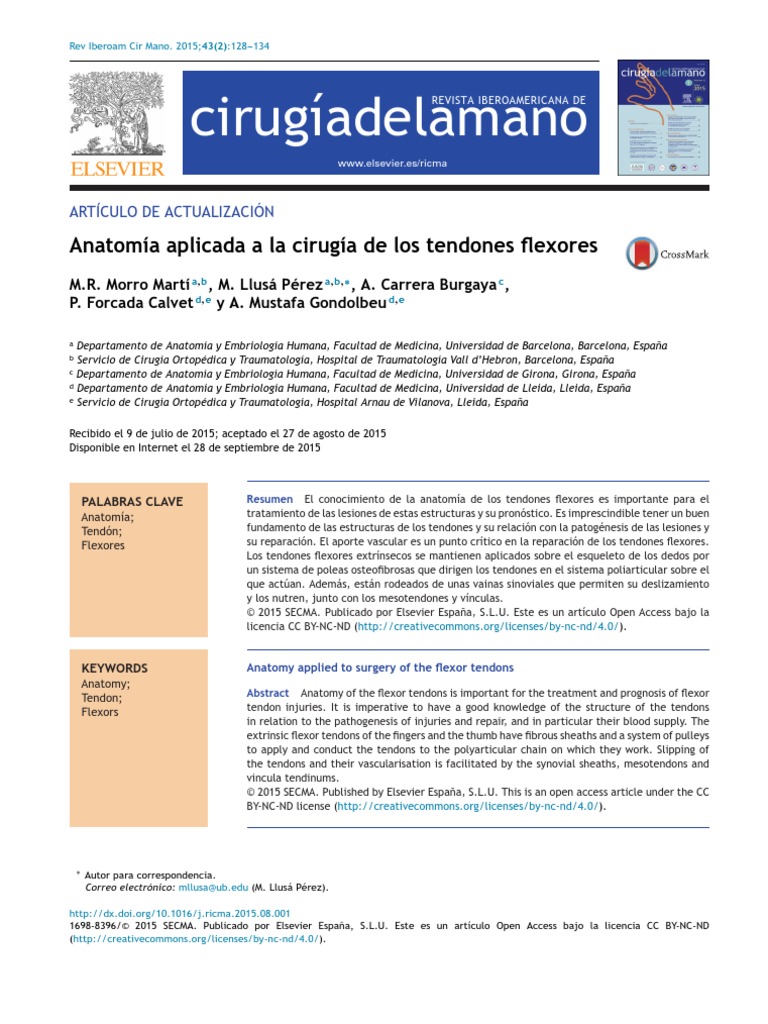Anatomia de Flexores | PDF | Mano | Sistema musculoesquelético
