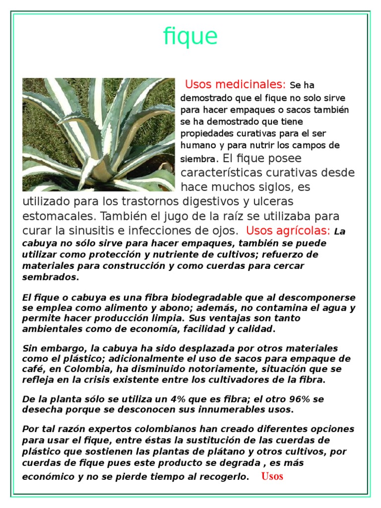 Usos y beneficios del fique medicinal | PDF | Comida y bebida | Alimentos
