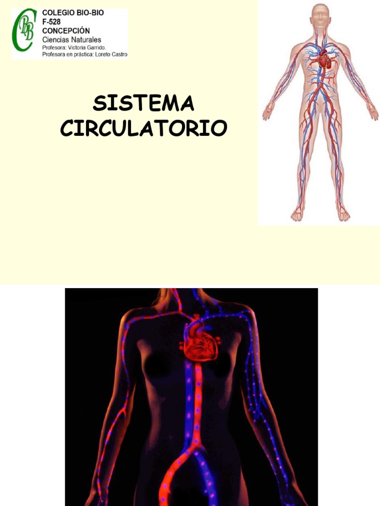 Power Point Sistema Circulatorio. | PDF | Sistema circulatorio | Sangre